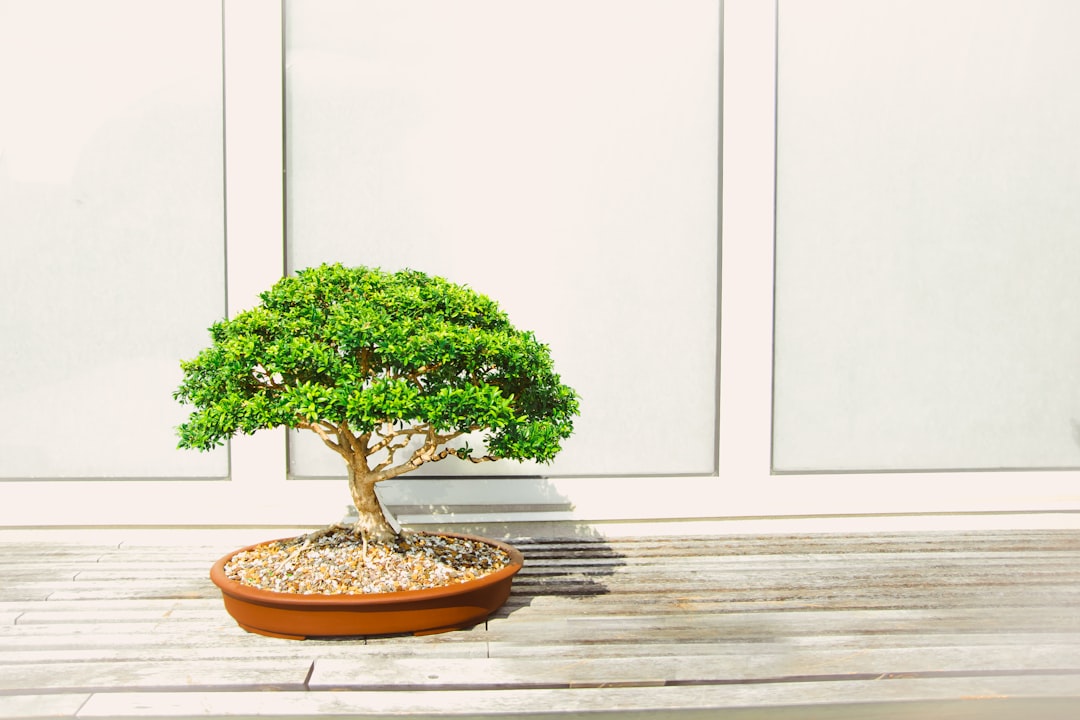 Is It OK to Keep a Bonsai Tree Indoors? 10 Essential Tips [2025] - Bonsai Garden