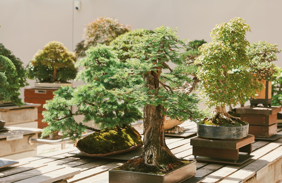 🌿 Ultimate Indoor Bonsai Garden Guide: 15 Expert Tips for 2025 - Bonsai ...