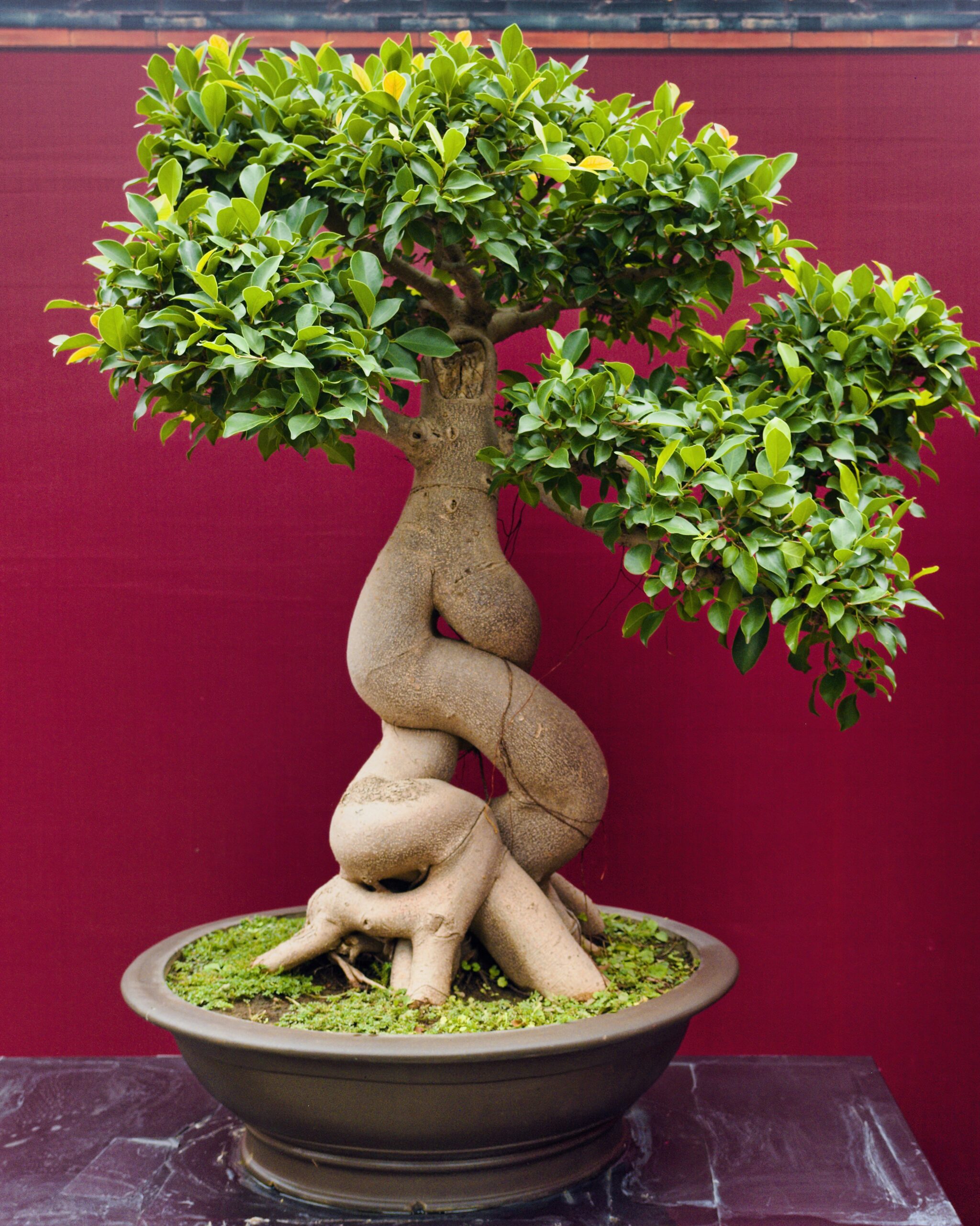 Indoor Bonsai Gardening: 12 Expert Secrets for Thriving Trees 🌿 (2026 ...
